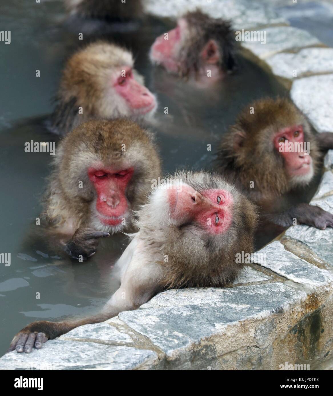 Japanese monkeys are taking a bath at an open-air spa on Dec. 26, 2016 ...