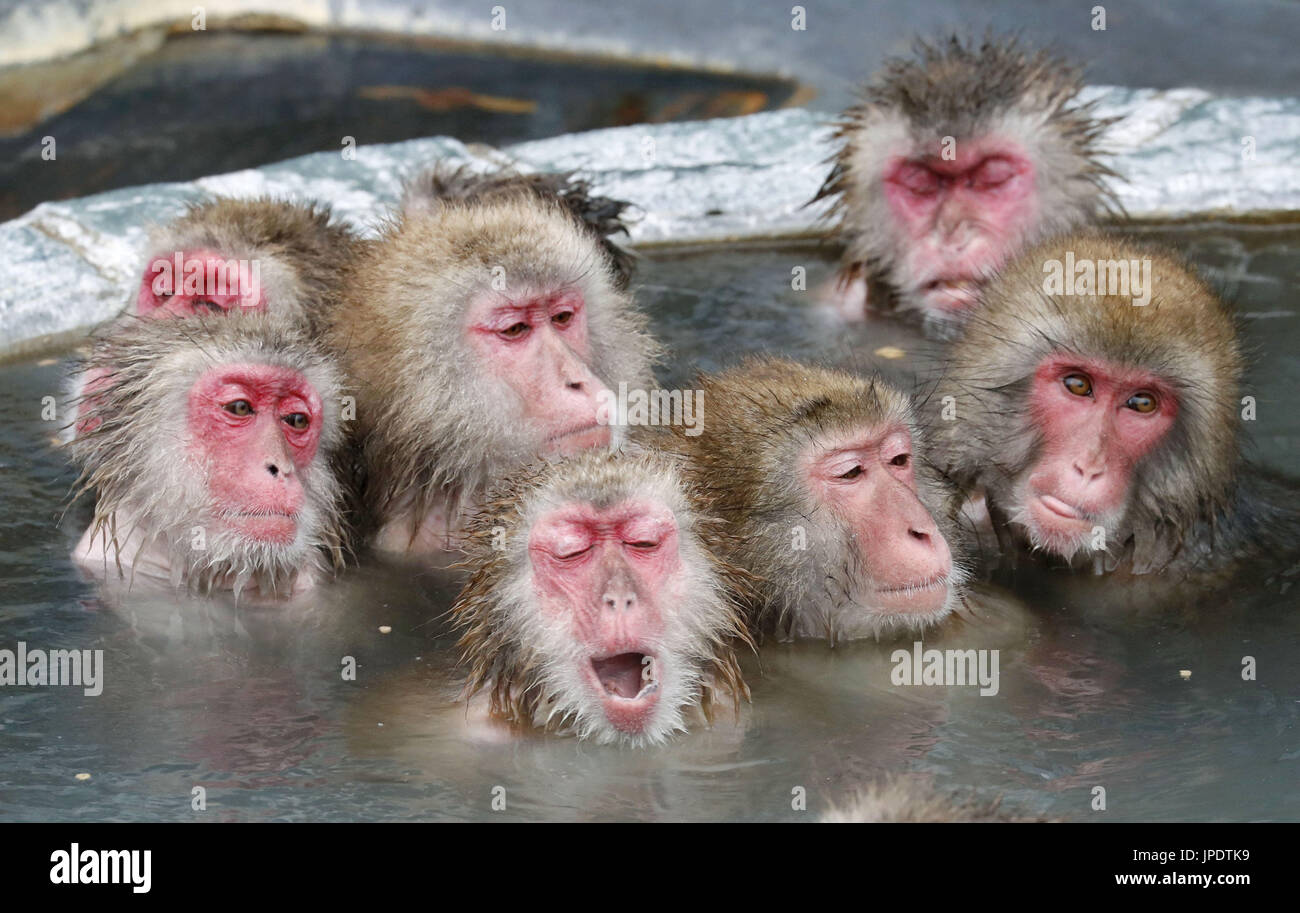 Japanese monkeys are taking a bath at an open-air spa on Dec. 26, 2016 ...