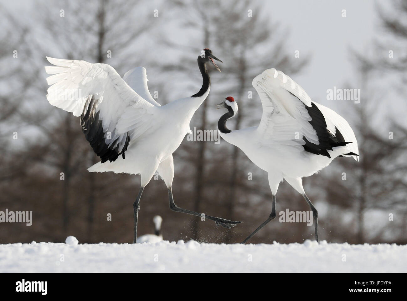 Red-crowned cranes, designated as a Japanese special national treasure ...