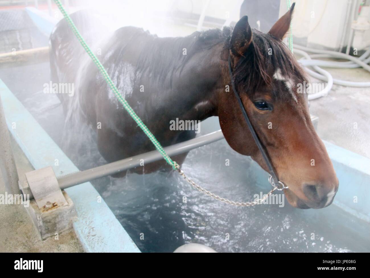 A racehorse takes a bath at a therapeutic bathhouse for horses, a ...