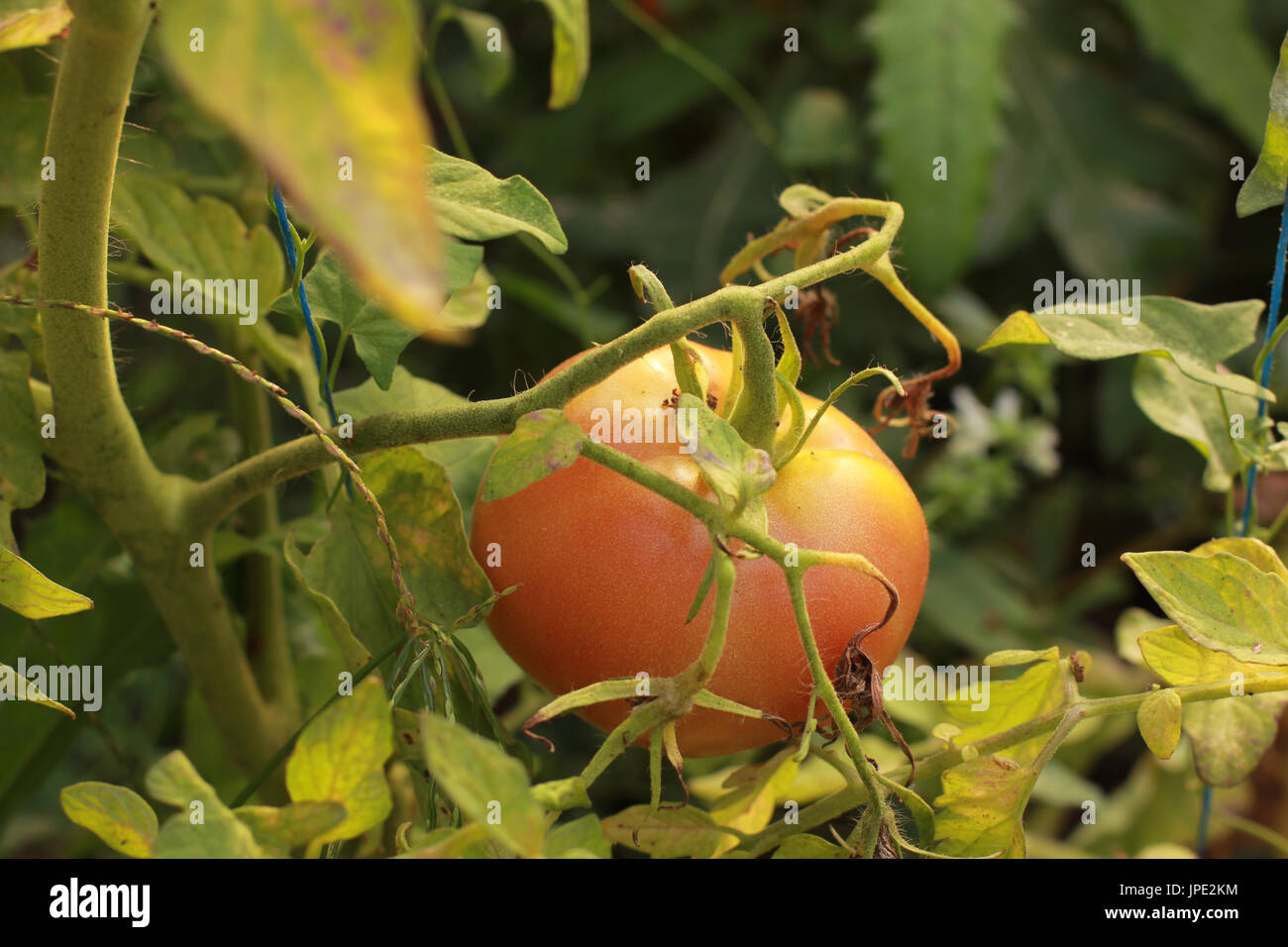 Growing fresh tomato Stock Photo - Alamy