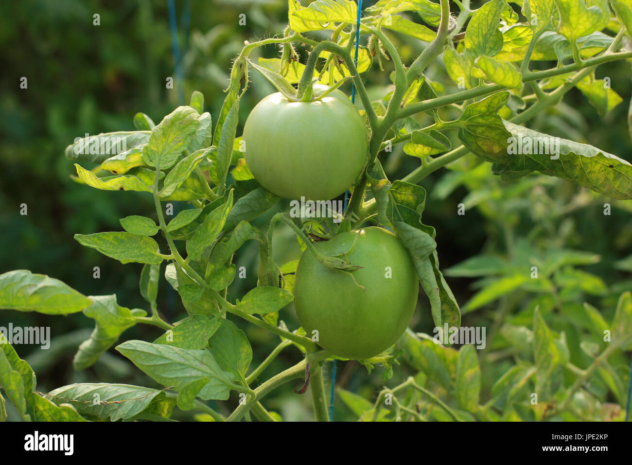 Growing fresh tomato Stock Photo - Alamy