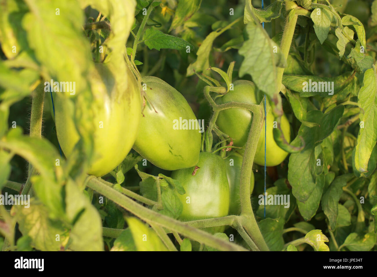 Growing fresh tomato Stock Photo - Alamy