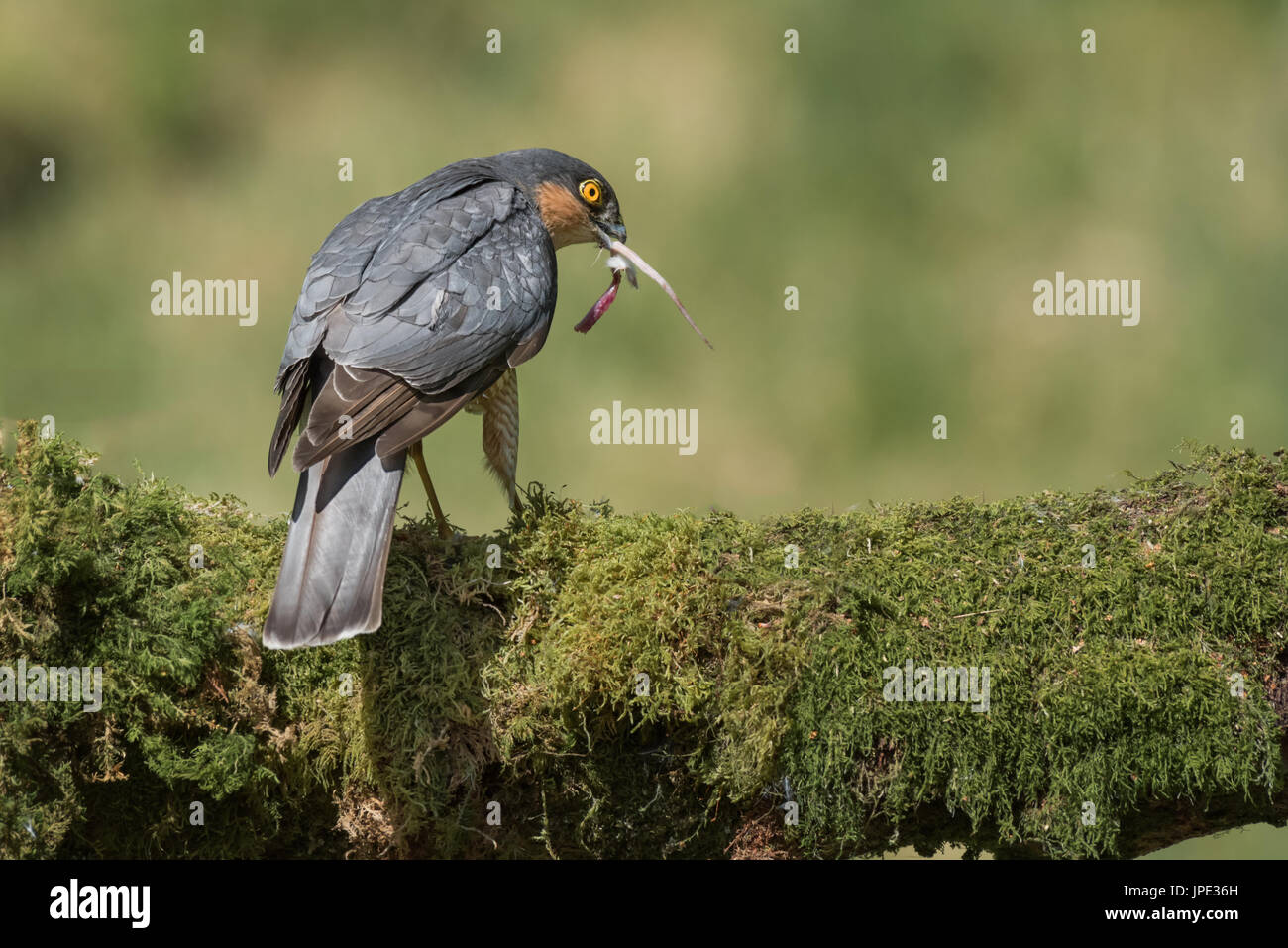Hawk Eating Mouse Stock Photo - Alamy