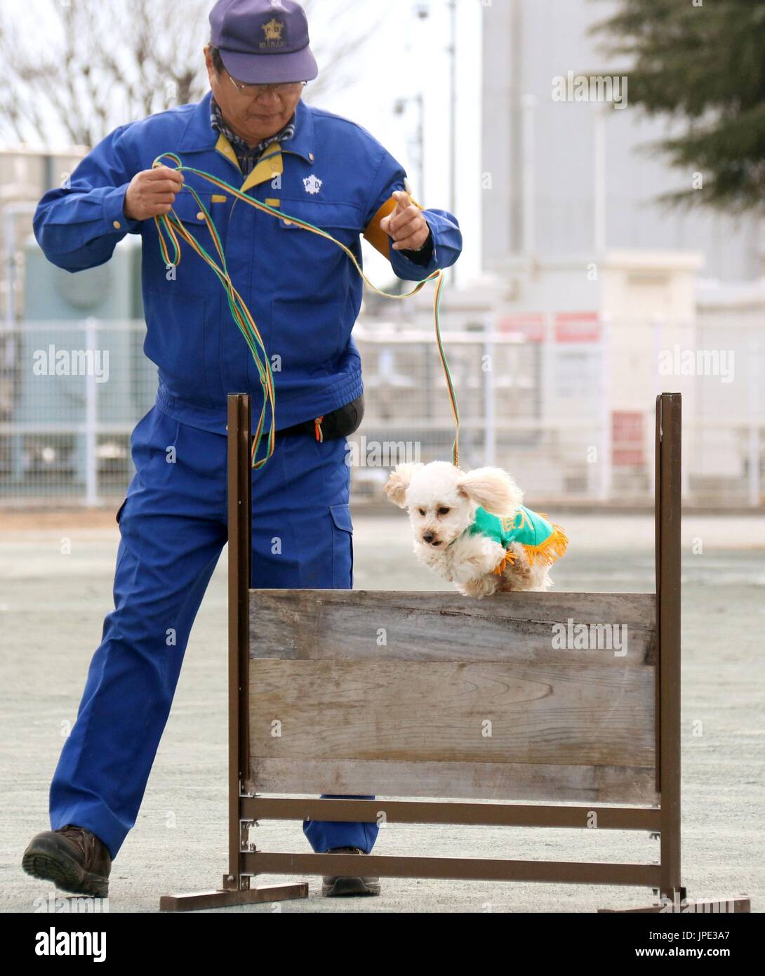 Hirofusa Suzuki leads Anzu, a toy poodle police dog, over an obstacle ...