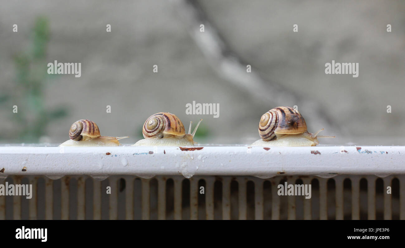 Three creeping snails Stock Photo - Alamy