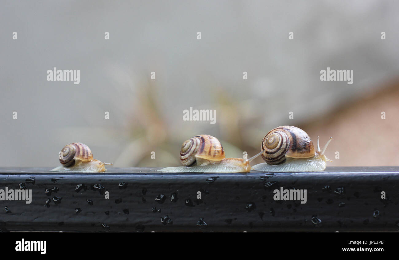 Three creeping snails Stock Photo - Alamy