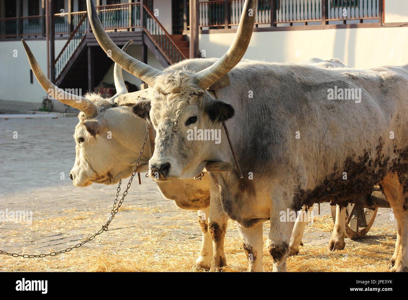 two big oxen Stock Photo - Alamy