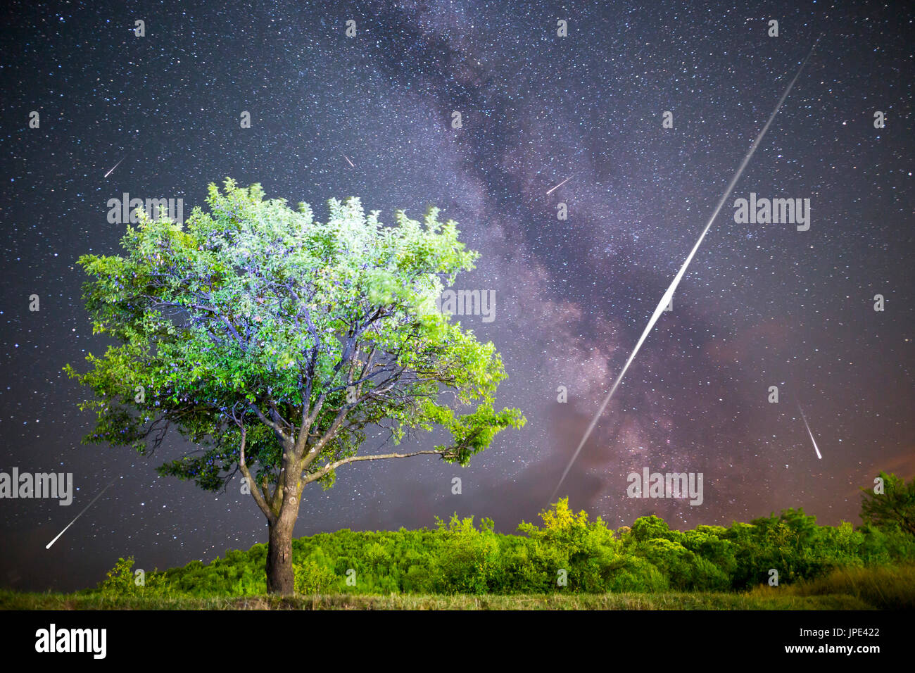 A view of a Meteor Shower and the Milky Way. Green plum tree with plums ...