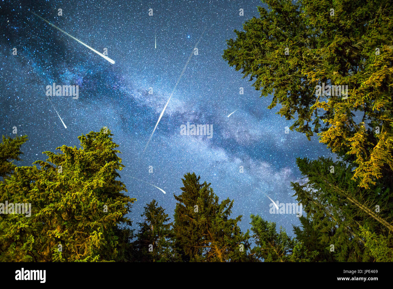 A view of a Meteor Shower and the Milky Way with a pine trees forest ...