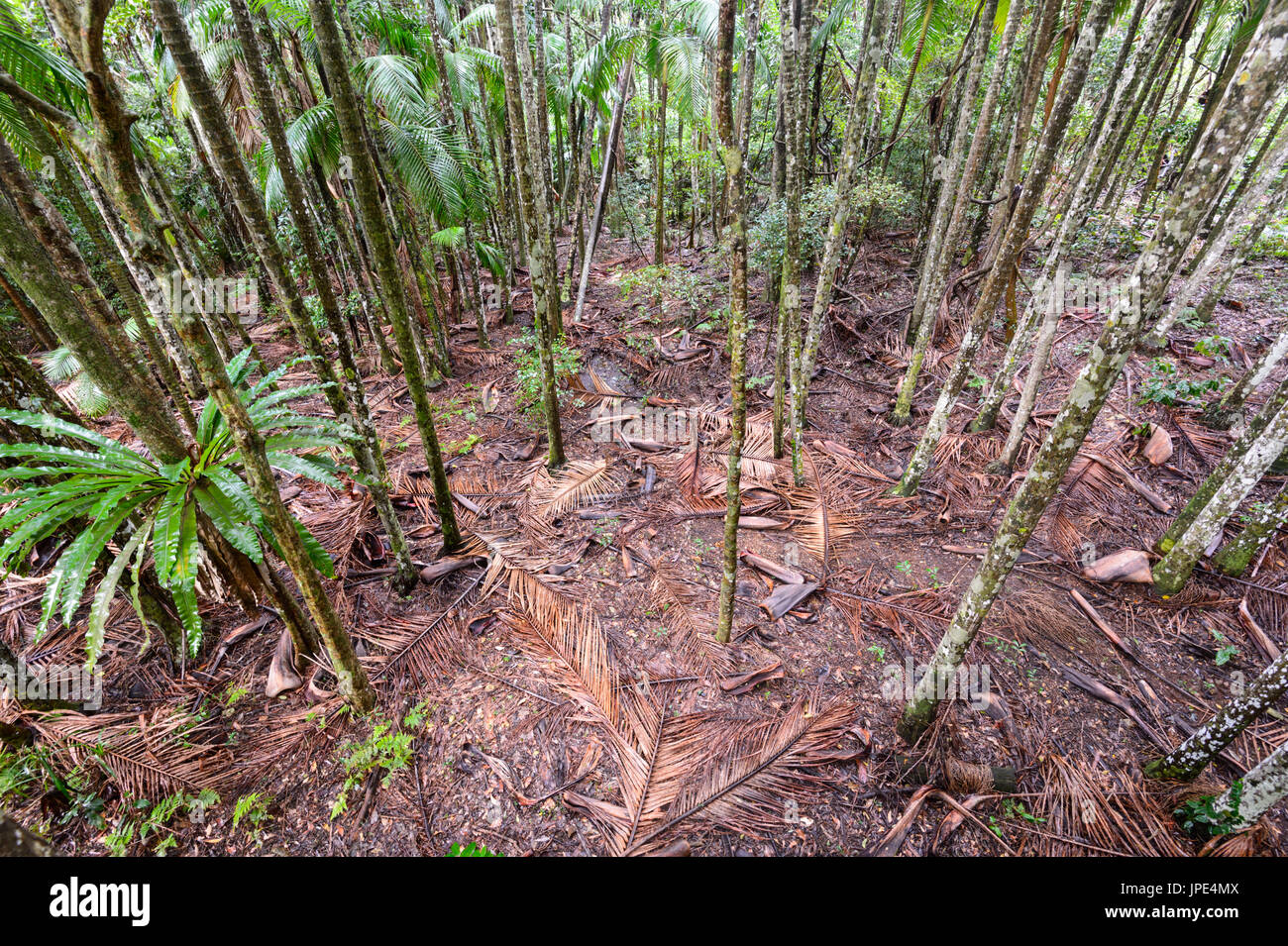 Australian forest floor hi-res stock photography and images - Alamy