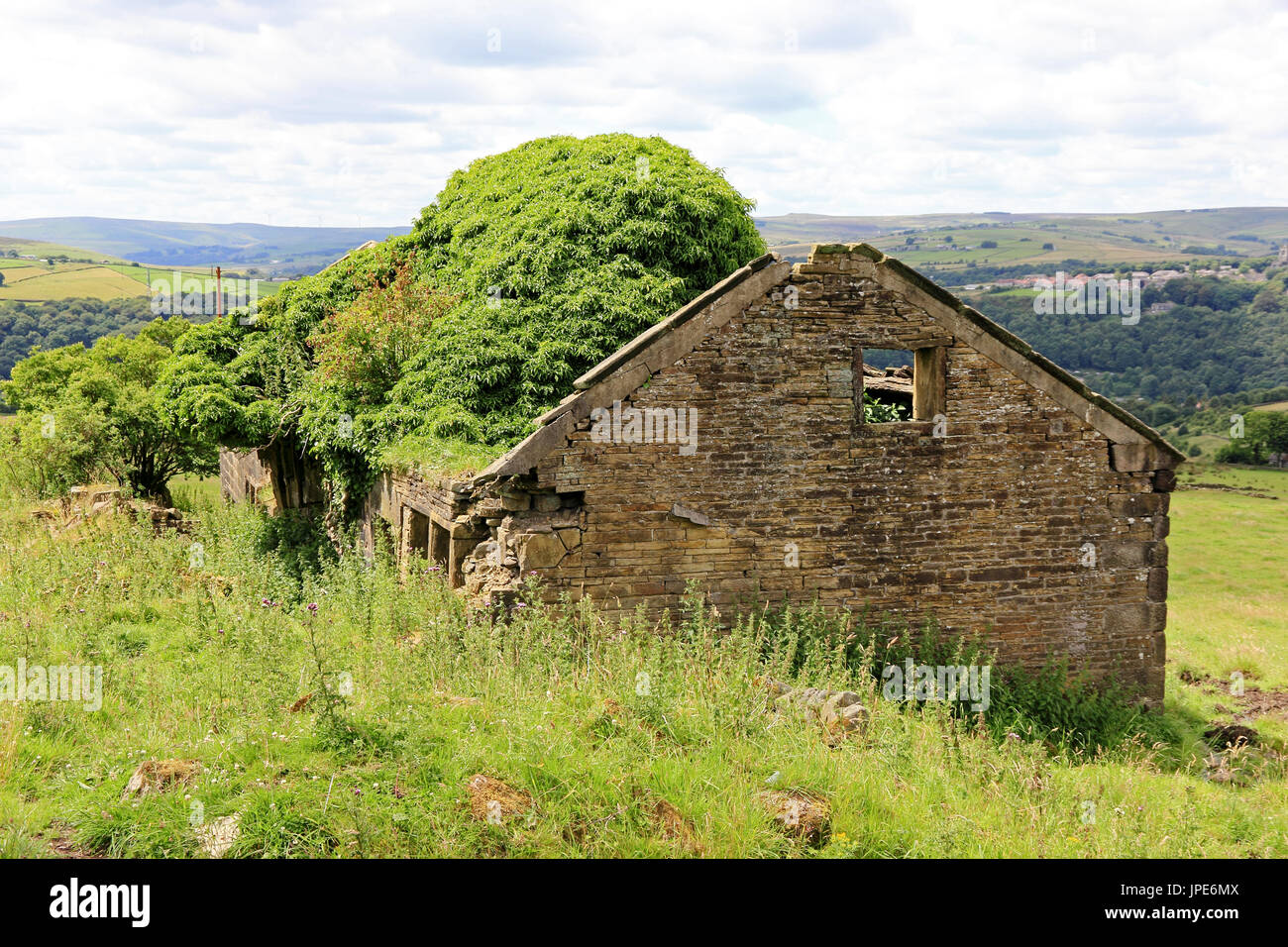 Dilapidated old farmhouse with mature tree growing through it's middle ...