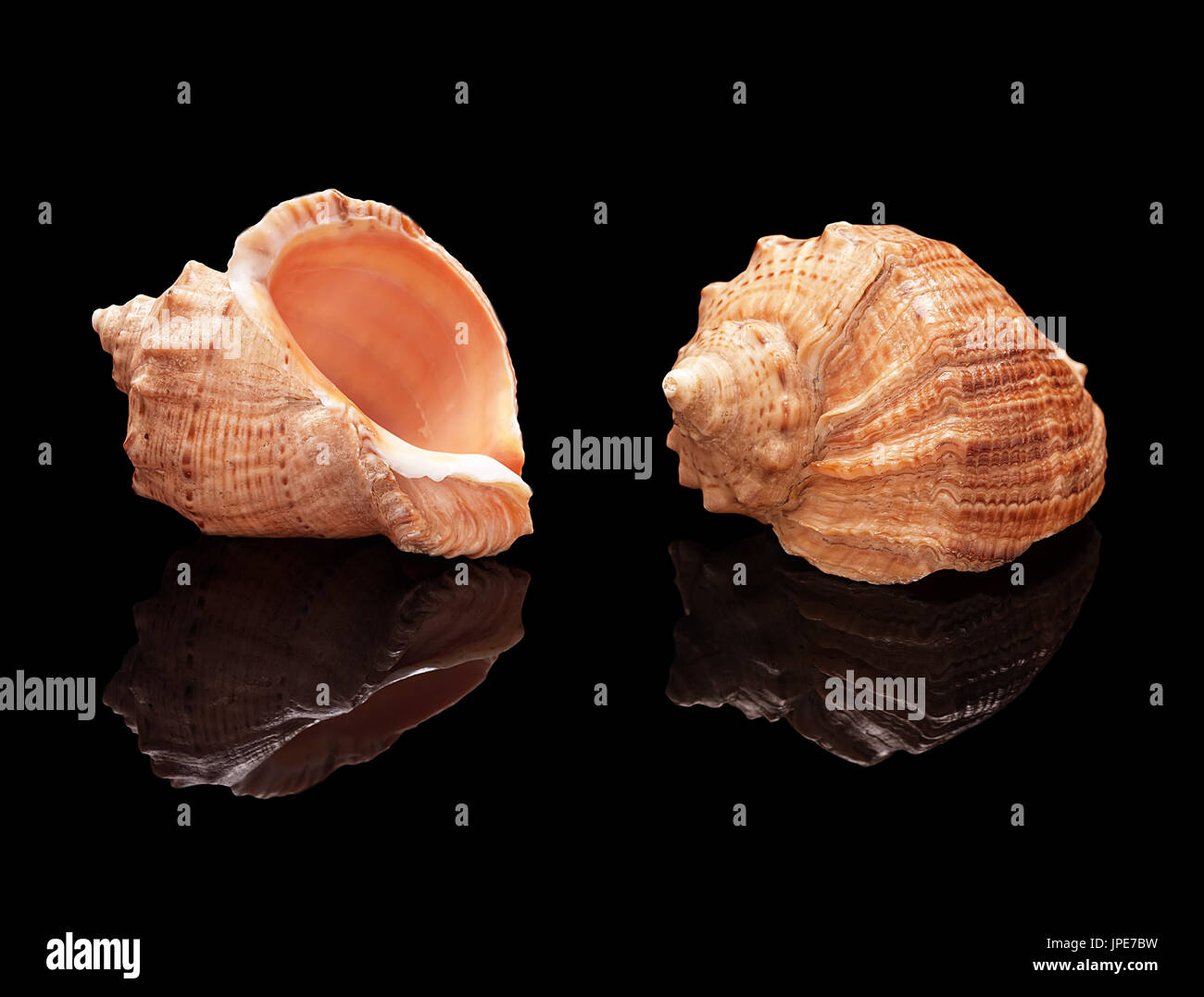Sea shell set with real reflection on black glossy background isolated ...