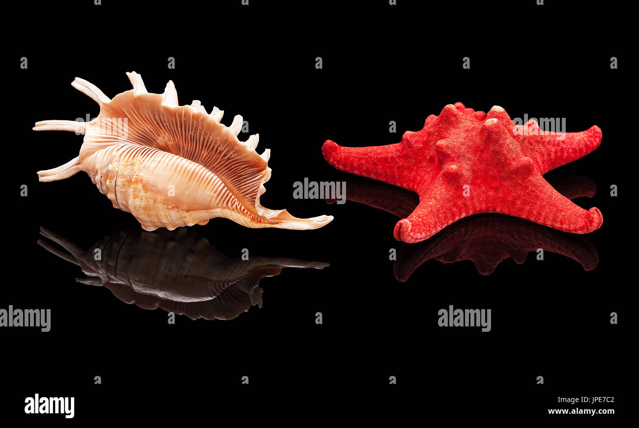Sea shell with real reflection on black glossy background isolated ...