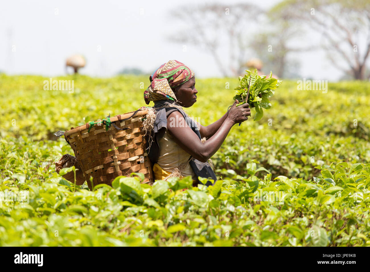 Central Africa, Malawi, Blantyre district. Tea farms Stock Photo - Alamy