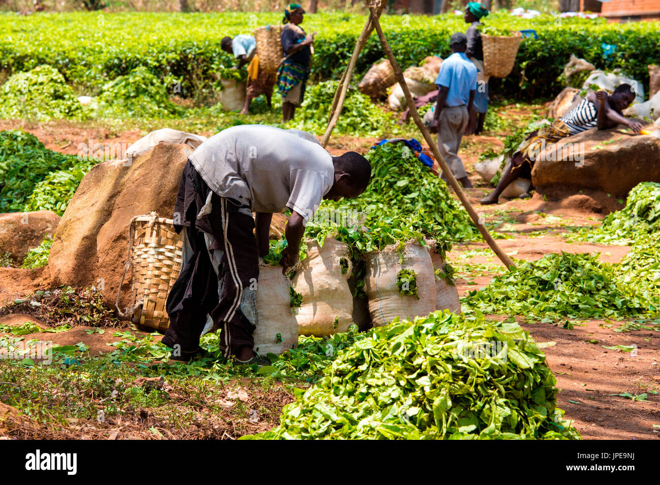 Central Africa, Malawi, Blantyre district. Tea farms Stock Photo - Alamy