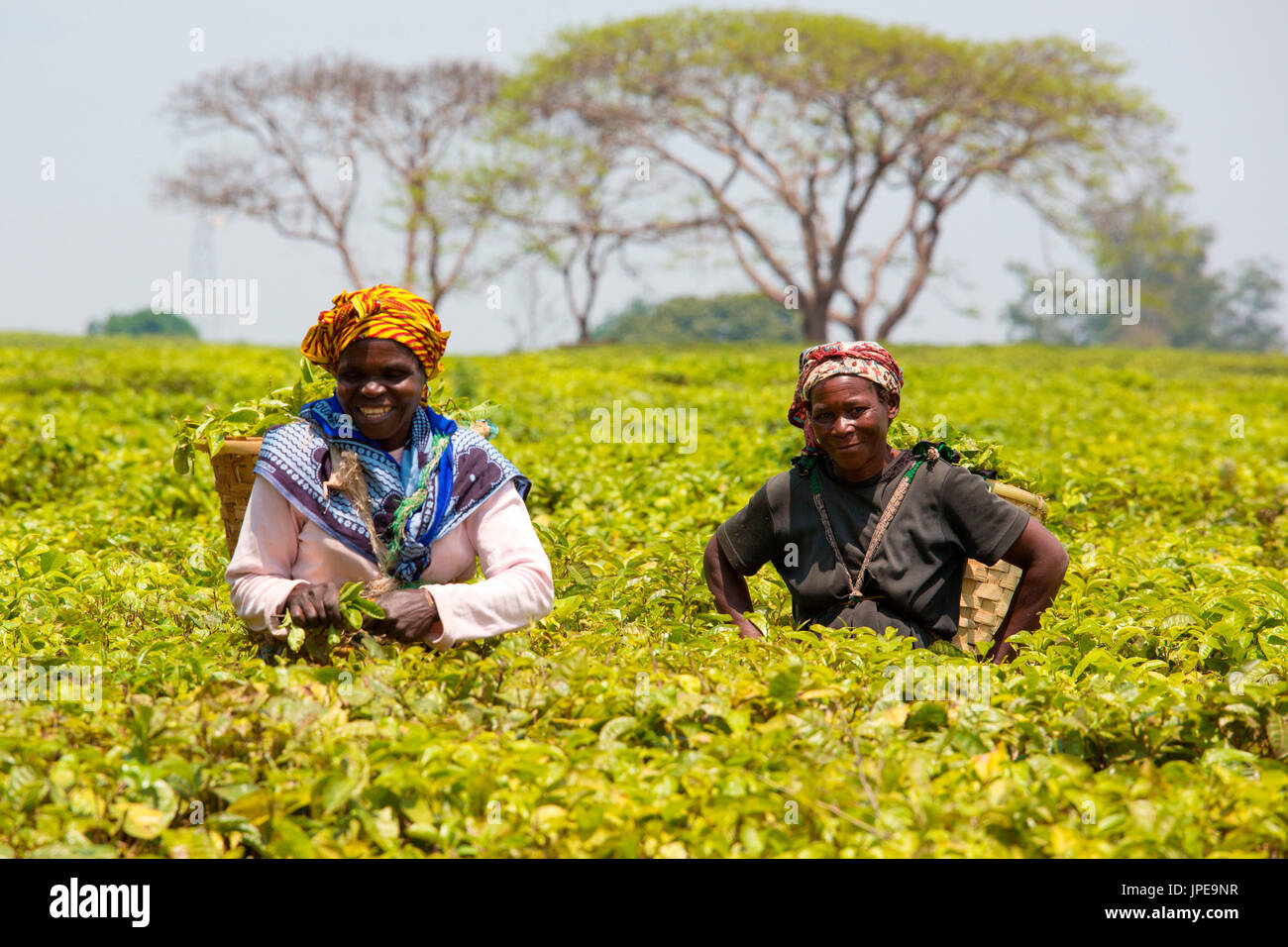Central Africa, Malawi, Blantyre district. Tea farms Stock Photo - Alamy