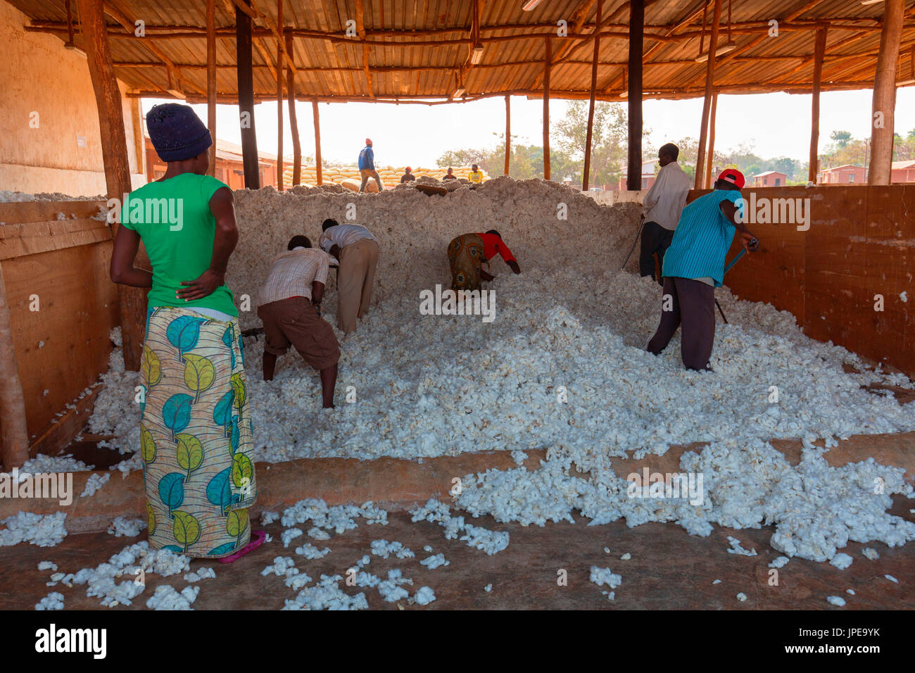 Cotton processing hi-res stock photography and images - Alamy