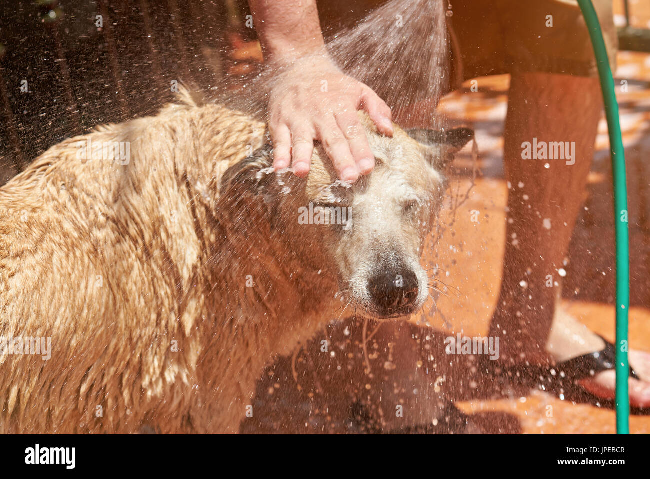 Hand washing dog hi-res stock photography and images - Alamy