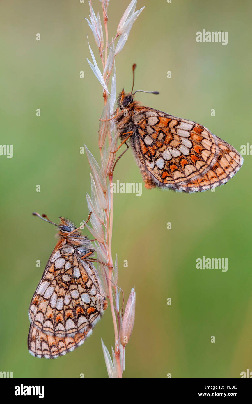 Male female butterfly hi-res stock photography and images - Alamy