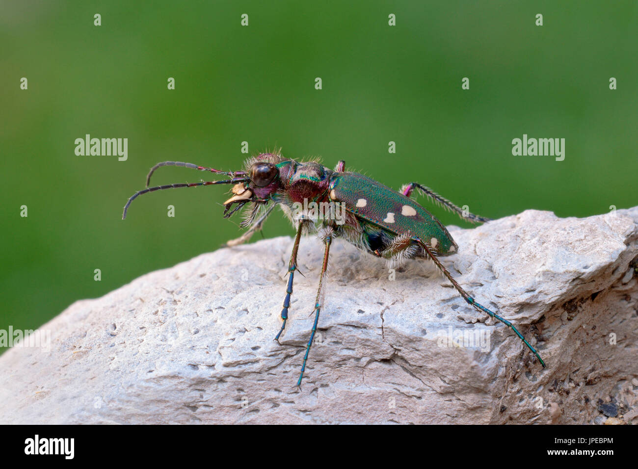 Lac insect hi-res stock photography and images - Alamy