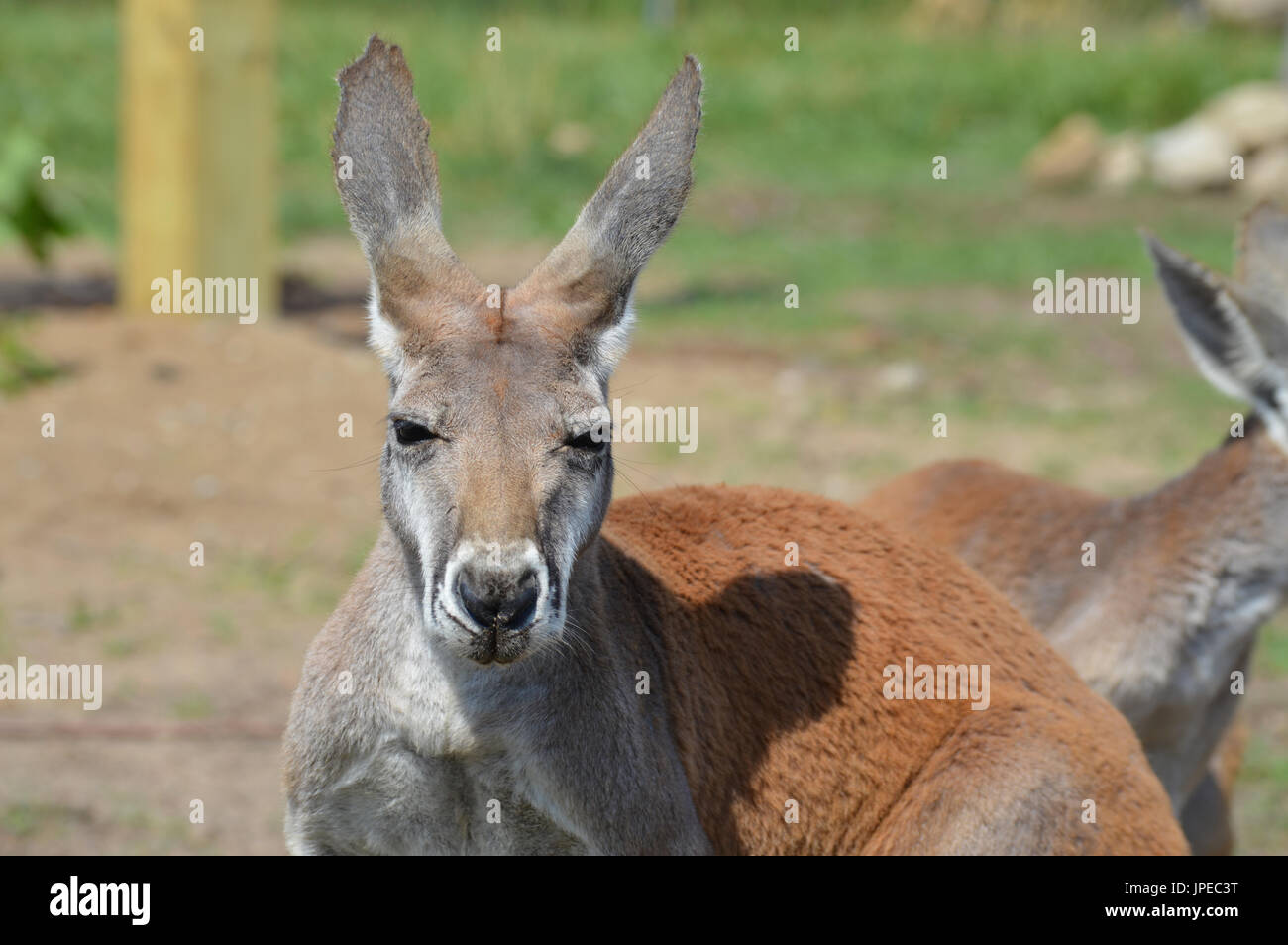 Kangaroo in the outdoors Stock Photo - Alamy