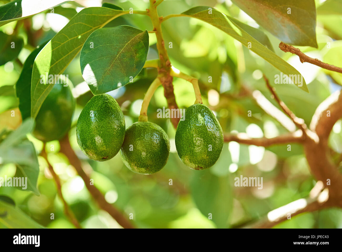 Group of avocado hang on tree close-up. Avocado green plant Stock Photo ...