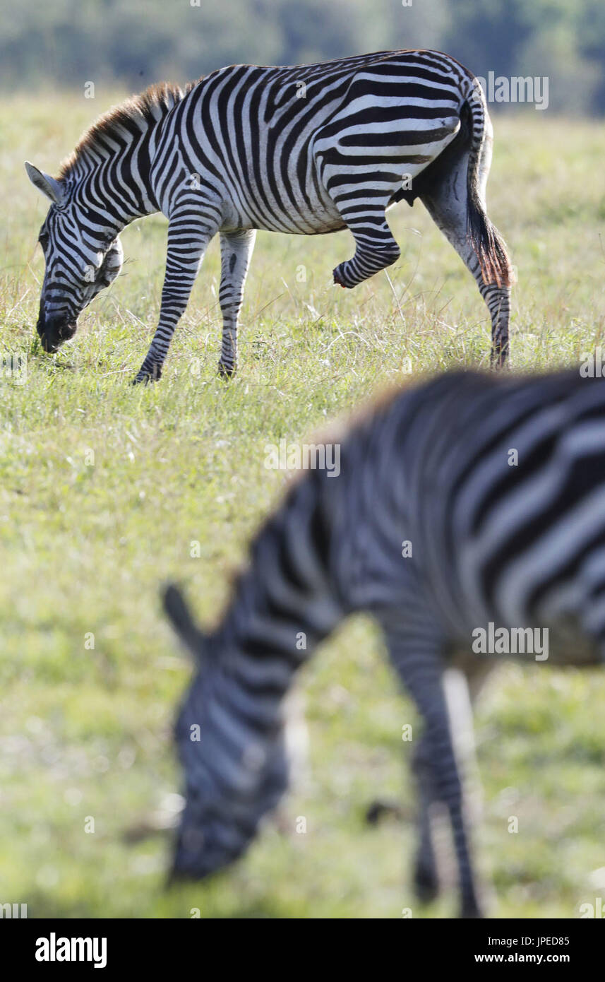 Photo shows a zebra with a leg missing, presumably lost in a trap set ...