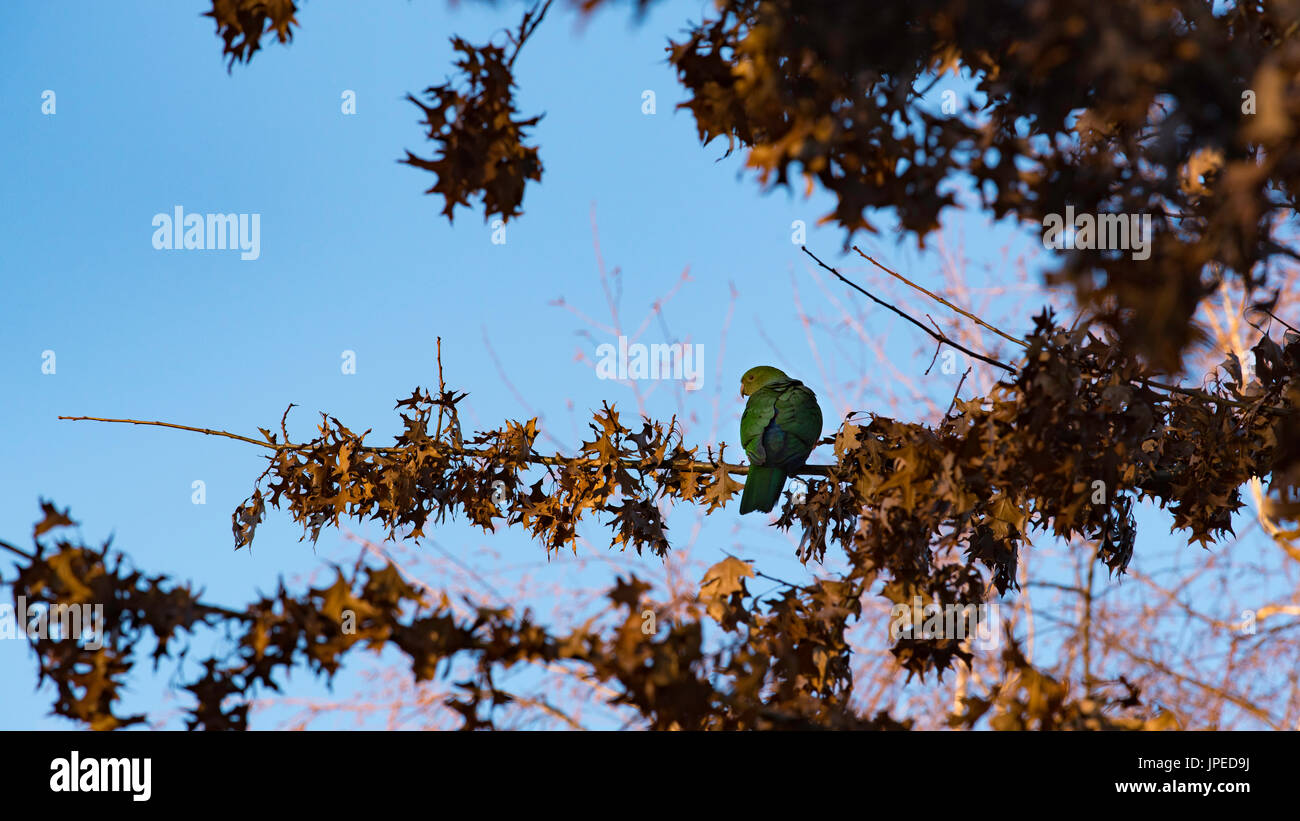 An Australian native female King Parrot (Alisterus scapularis) sits in ...
