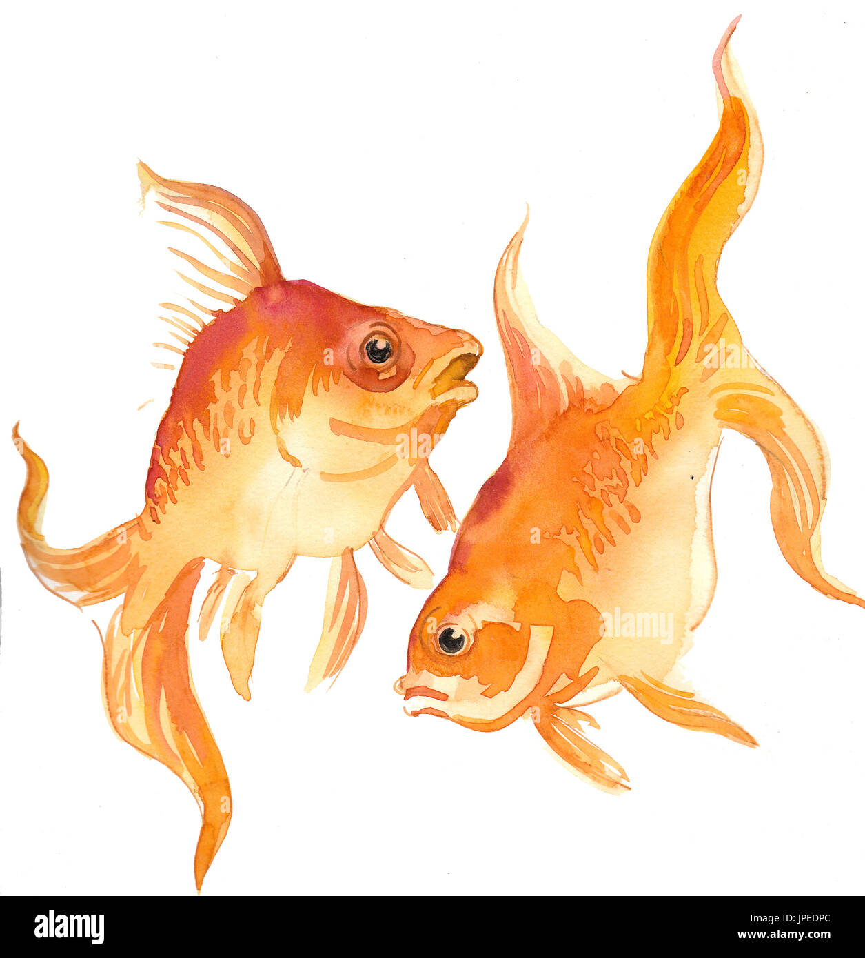 Golden fishes hi-res stock photography and images - Alamy