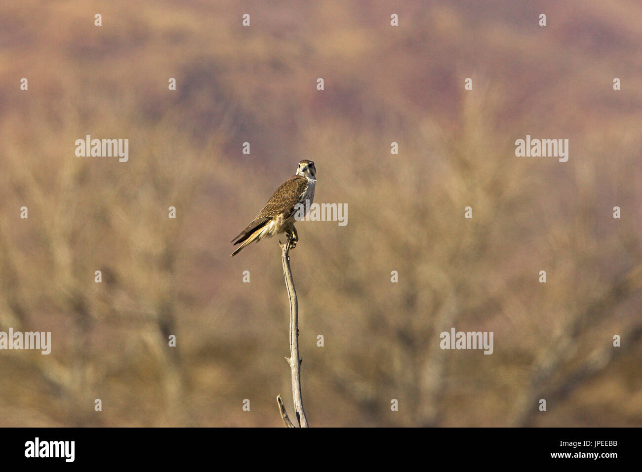 Prairie falcon Falco mexicanus Bosque del Apache National Wildlife ...