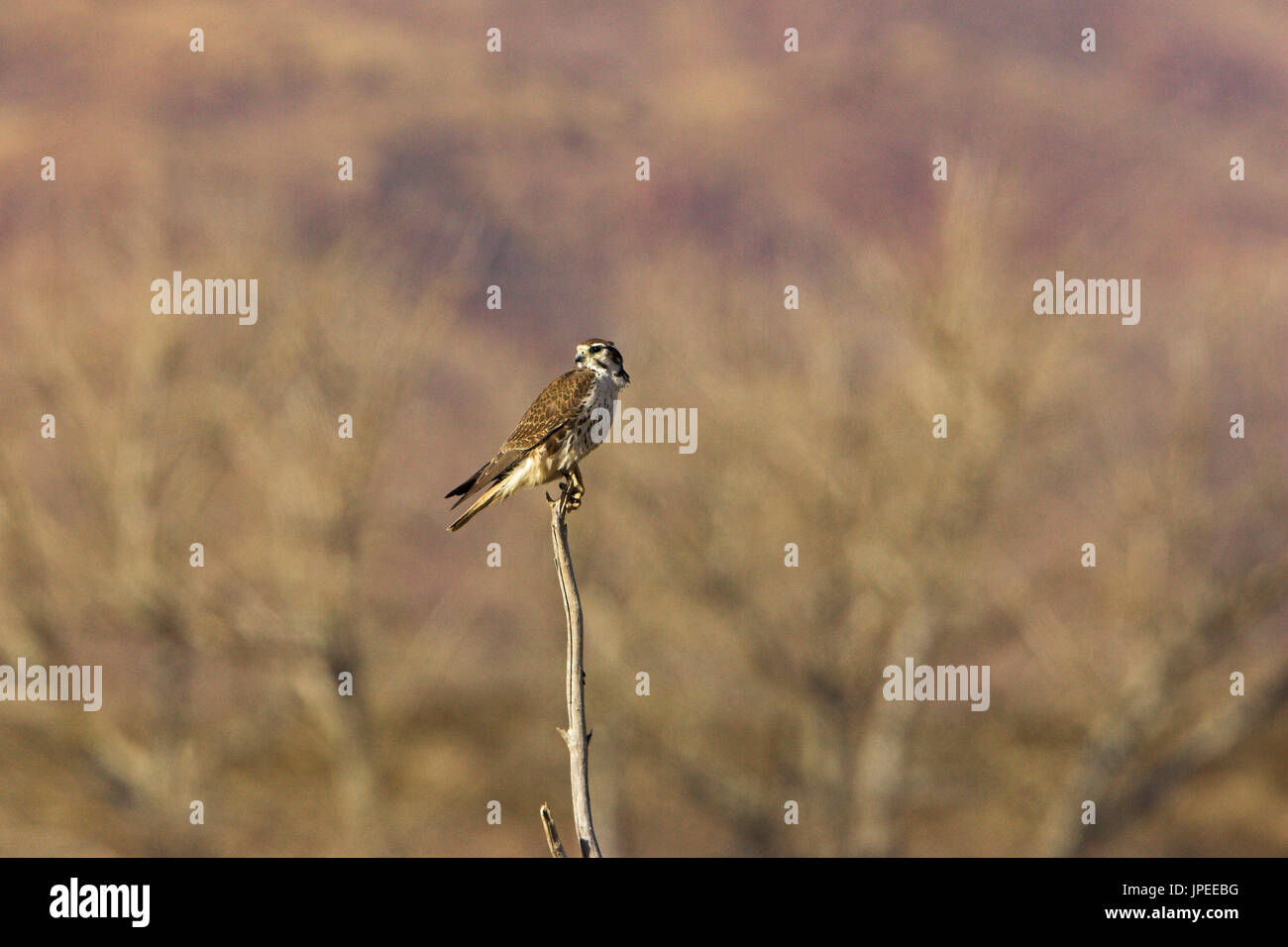 Prairie falcon Falco mexicanus Bosque del Apache National Wildlife ...