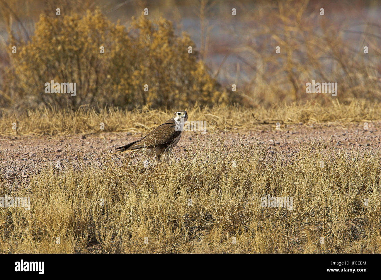 Prairie falcon Falco mexicanus Bosque del Apache National Wildlife ...