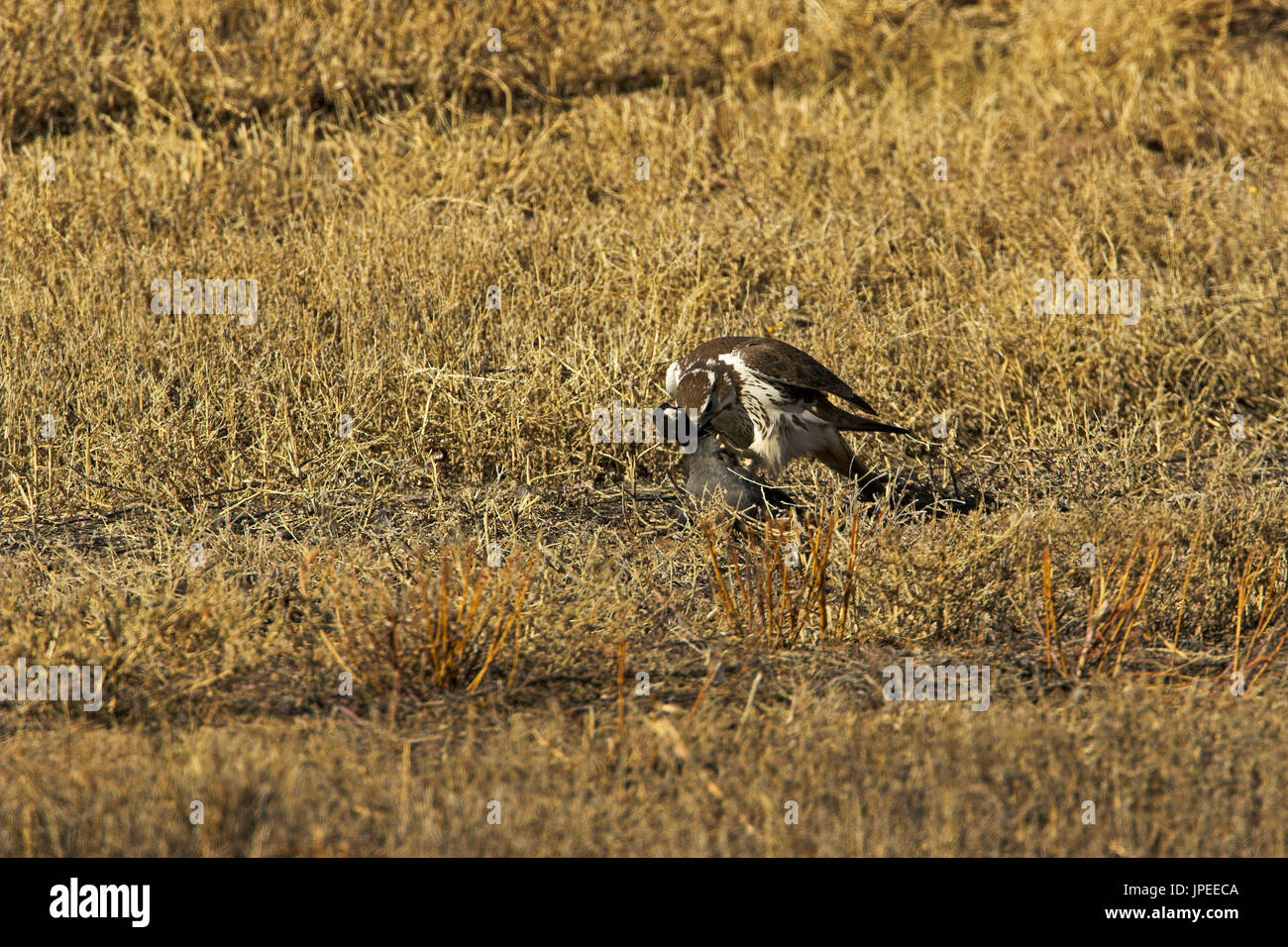 Prairie falcon Falco mexicanus Bosque del Apache National Wildlife ...