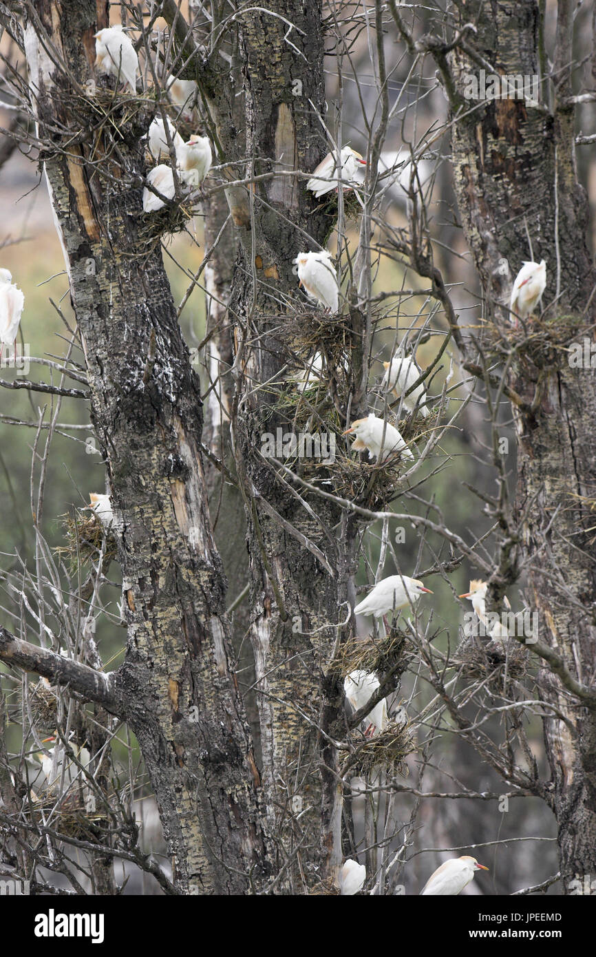 Cattle egrets Bubulcus ibis nesting colony in trees near Wakkestroom ...