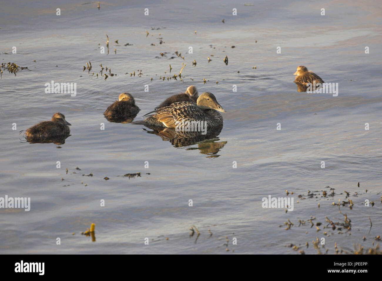 Baby eider hi-res stock photography and images - Alamy