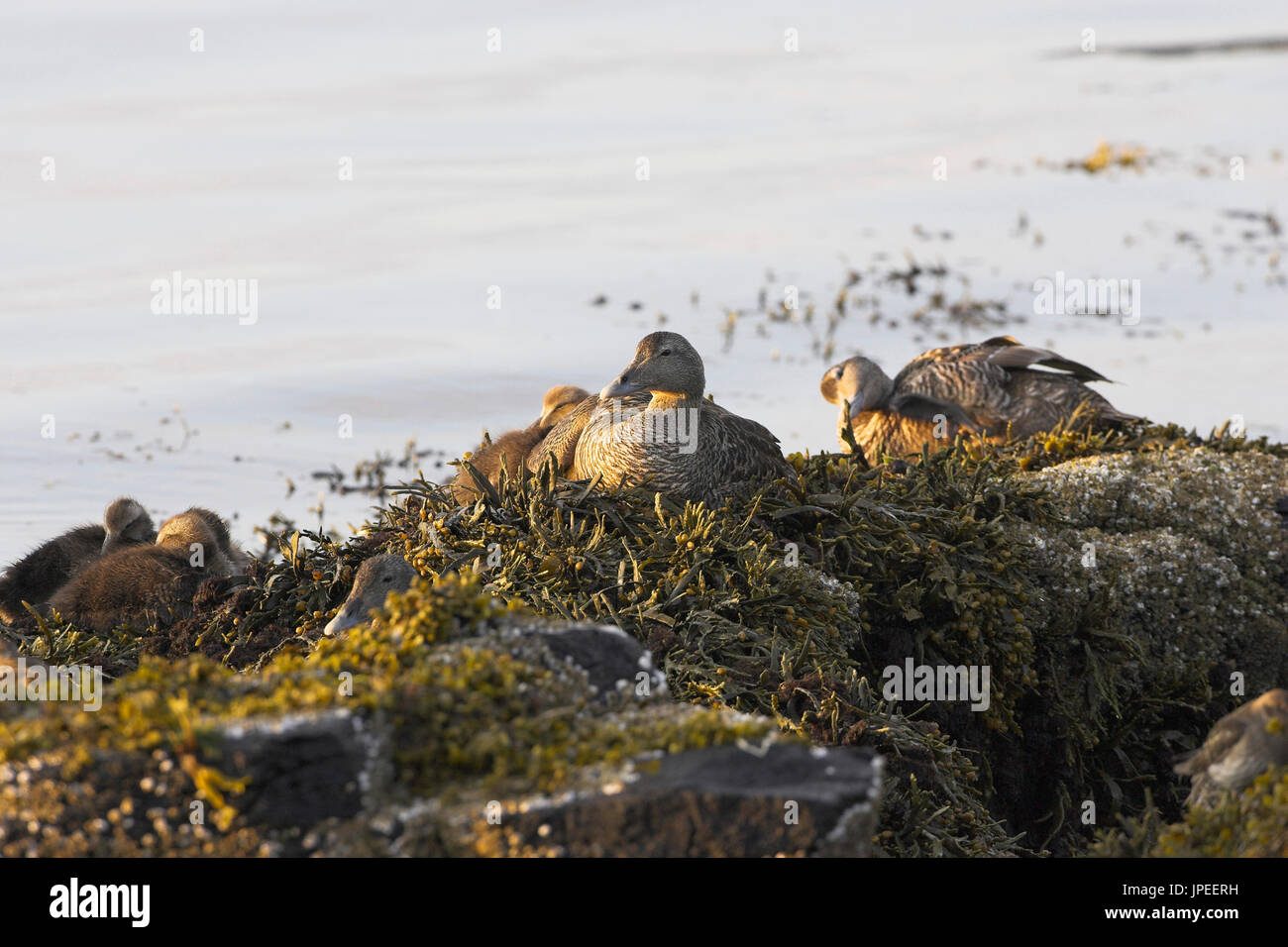 Baby eider duck chick on hi-res stock photography and images - Alamy