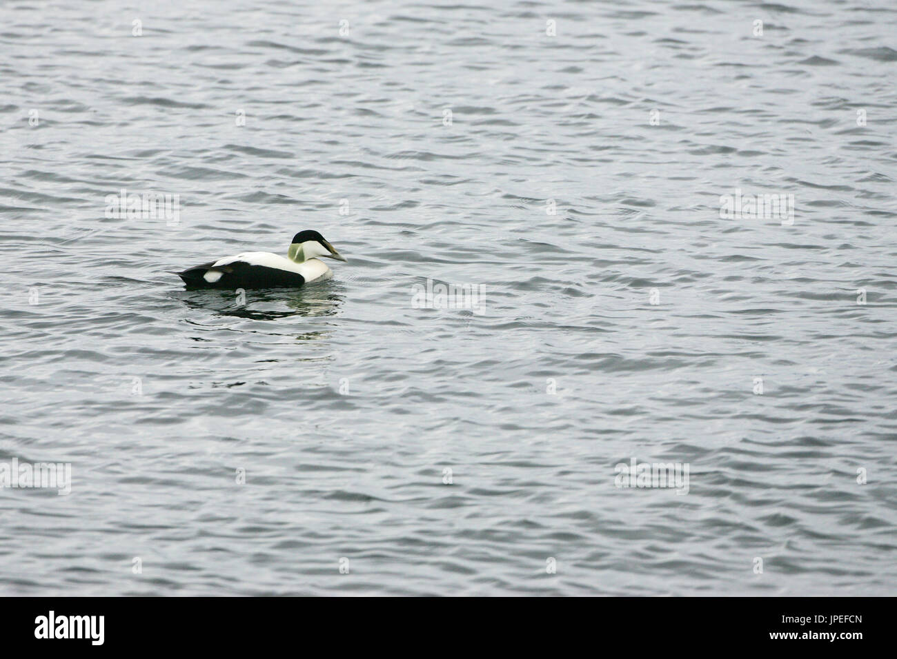 Common eider Somateria mollissima male on sea Stock Photo - Alamy