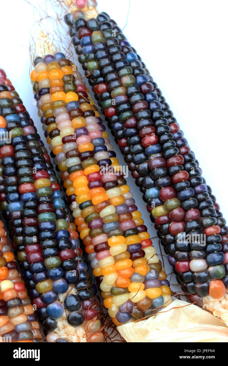 Heirloom Corn High Resolution Stock Photography and Images - Alamy