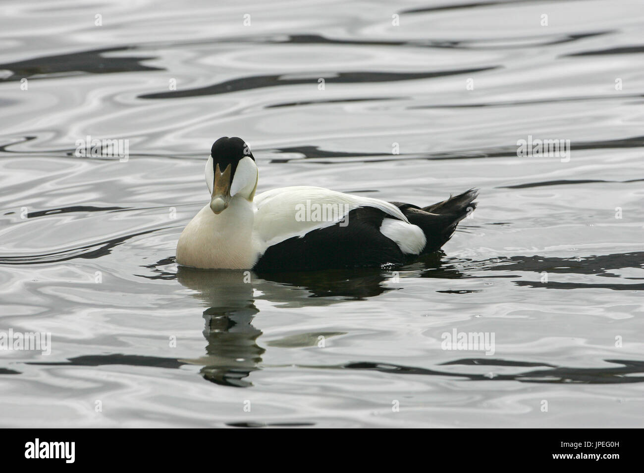 Common eider Somateria mollissima male on Loch Scridain Isle of Mull ...