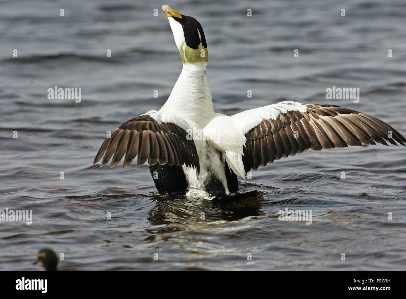 Common eider Somateria mollissima male wing flapping Loch Scridain Isle of Mull Argyll and Bute ...