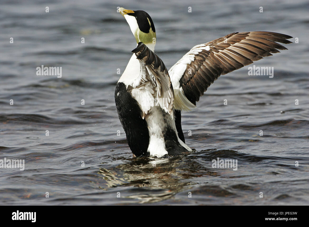 Common eider Somateria mollissima male wing flapping Loch Scridain Isle of Mull Argyll and Bute ...