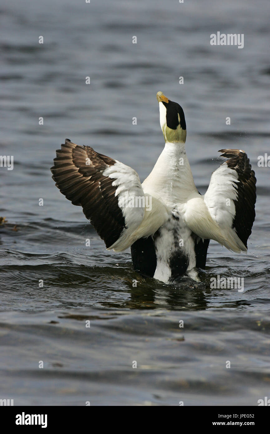 Common eider Somateria mollissima male wing flapping Loch Scridain Isle of Mull Argyll and Bute ...