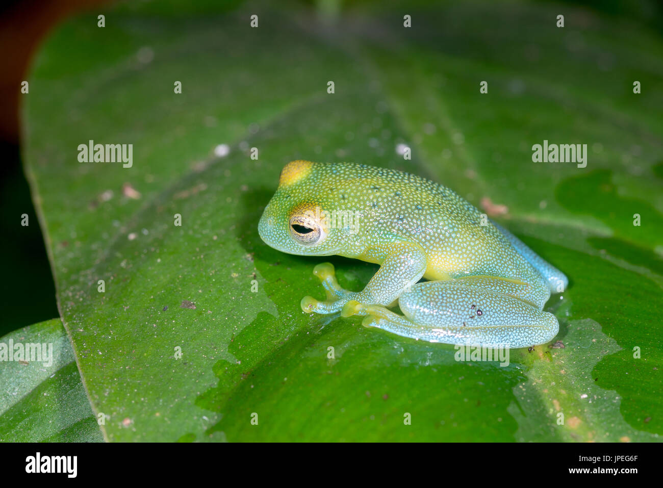 Granular Glass Frog, “Cochranella granulosa”-Costa Rica Stock Photo - Alamy