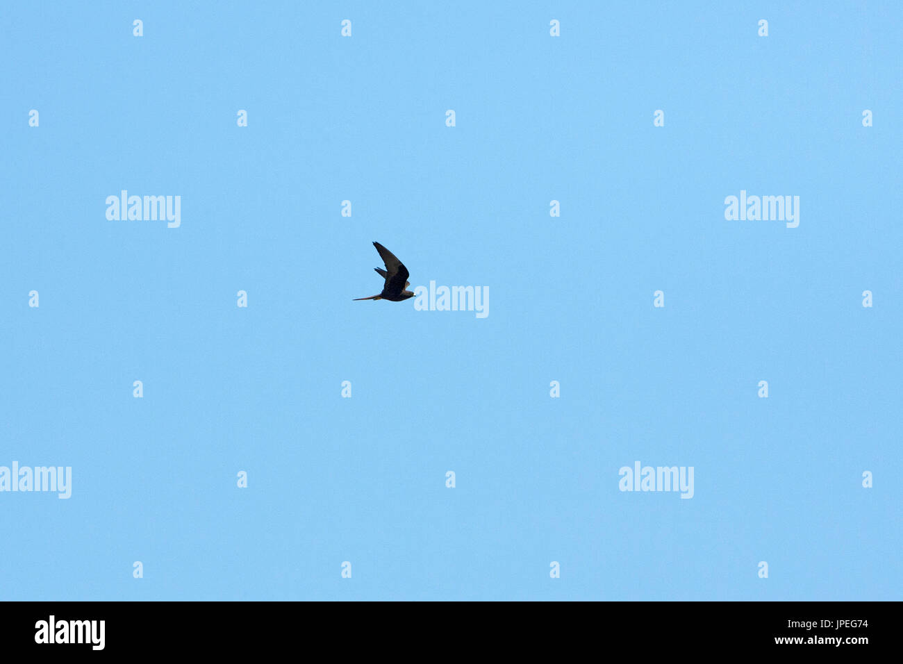 Cap sandalo hi-res stock photography and images - Alamy