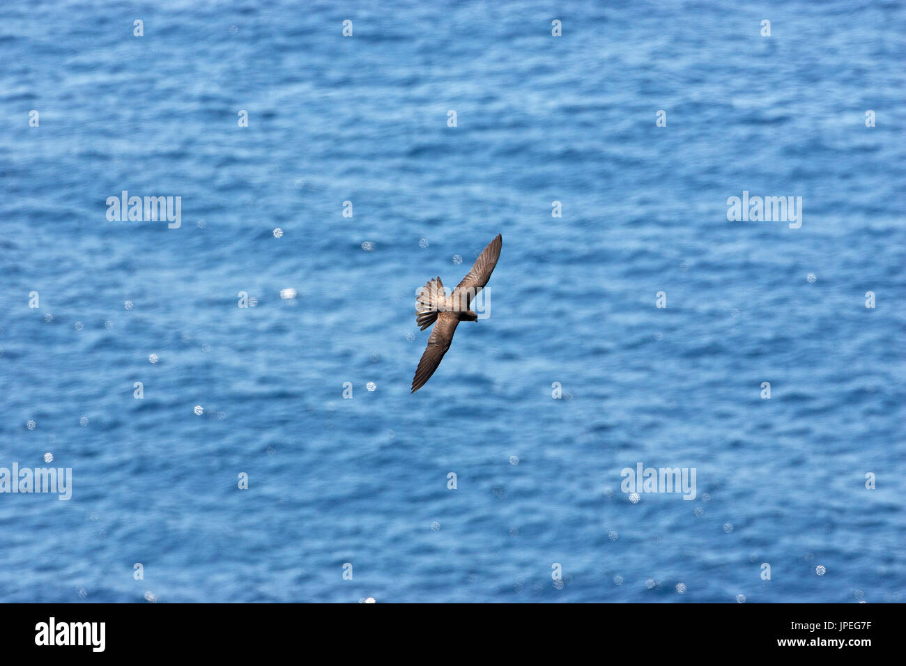 Eleanora's falcon Falco eleonorae in flight over sea Cap Sandalo San ...