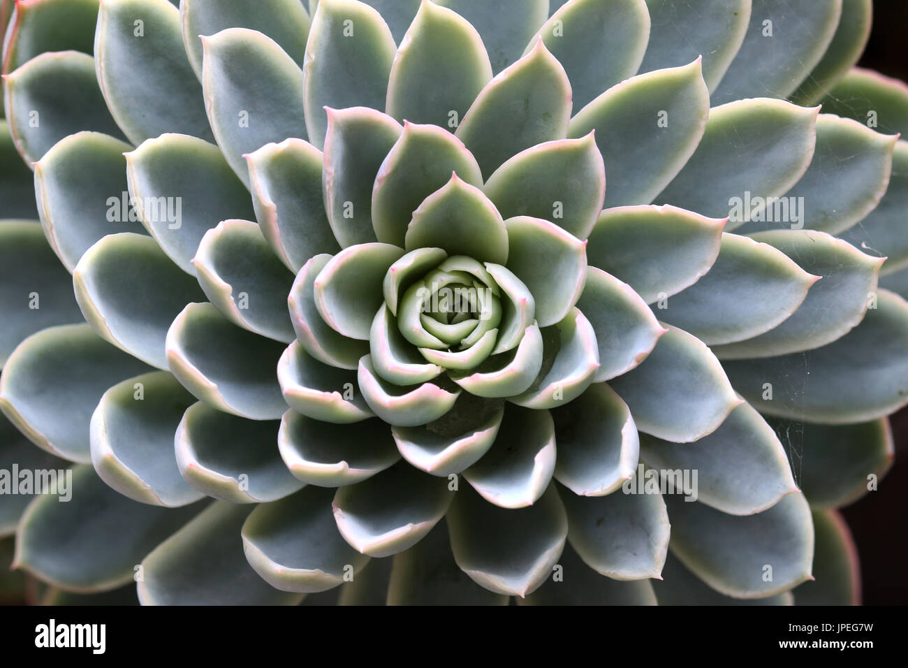 Succulent leaf pattern hi-res stock photography and images - Alamy