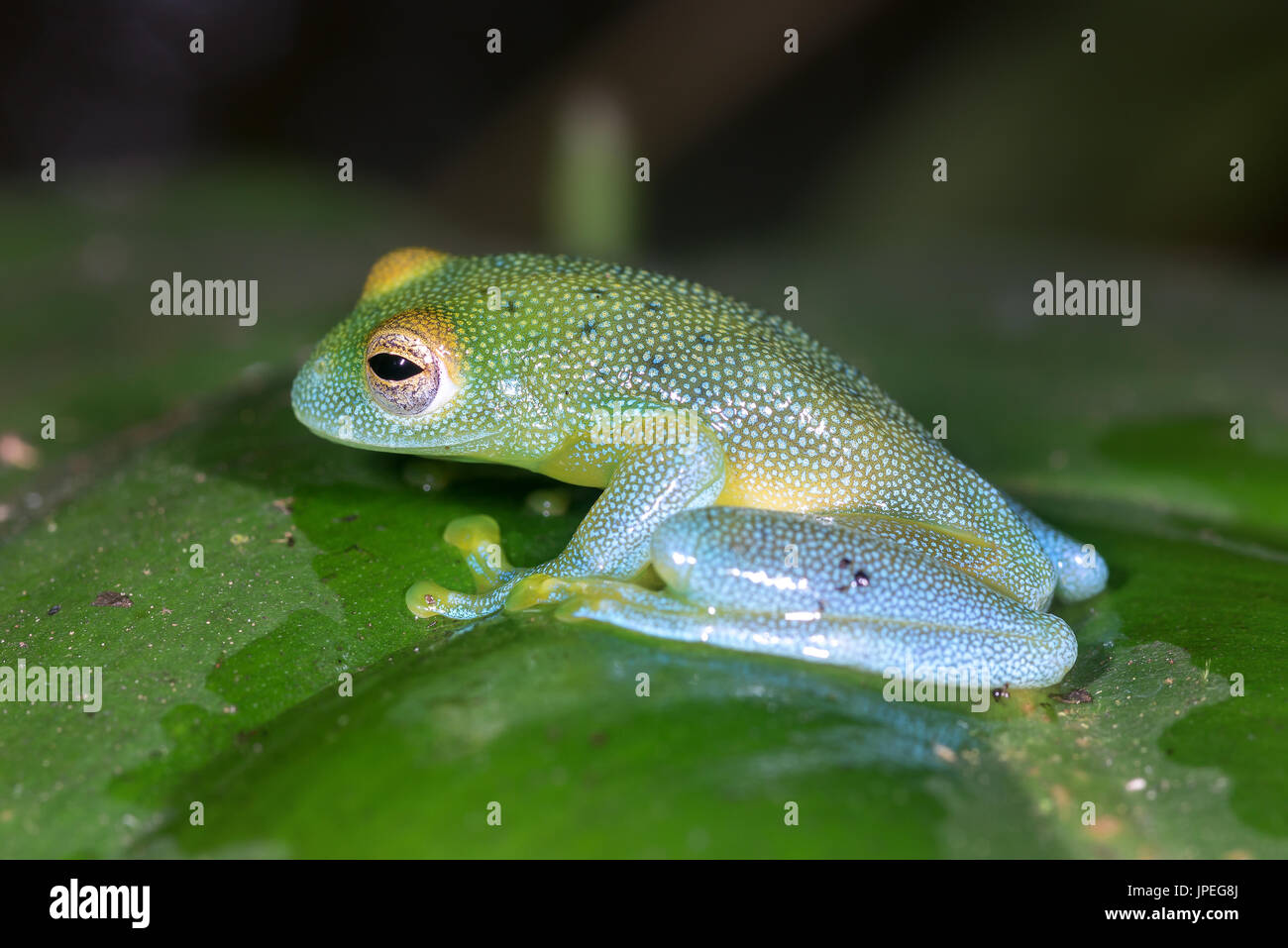 Granular glass frog hi-res stock photography and images - Alamy