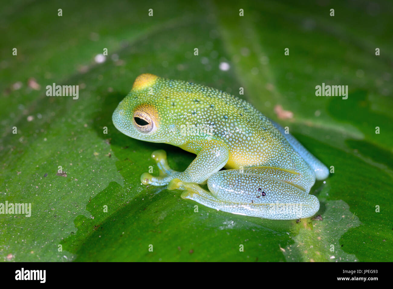 Granular Glass Frog, “Cochranella granulosa”-Costa Rica Stock Photo - Alamy
