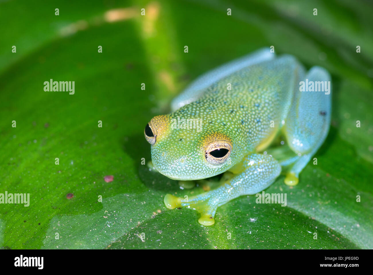 Granular Glass Frog, “Cochranella granulosa”-Costa Rica Stock Photo - Alamy